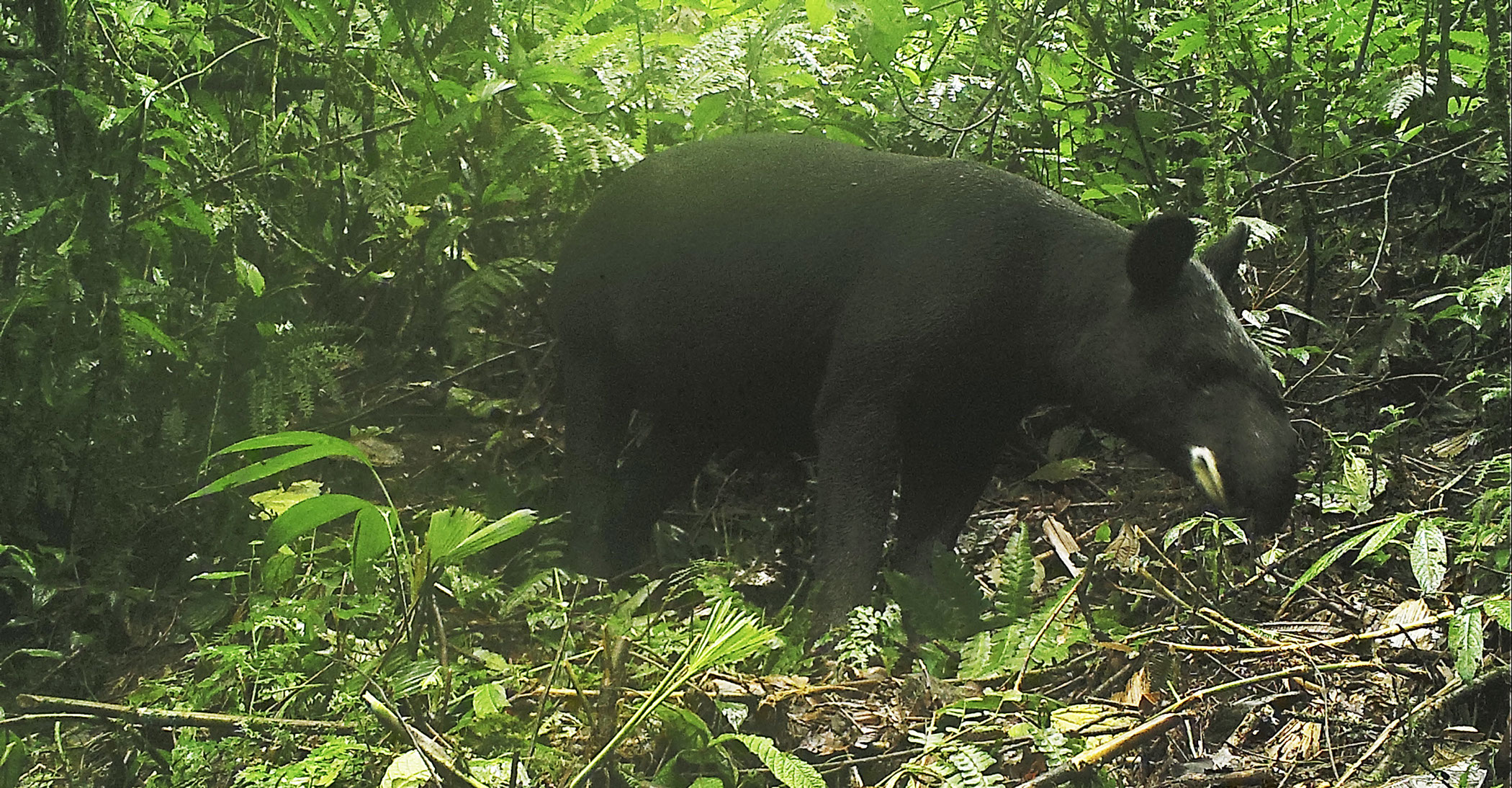 Mountain Tapir Conservation